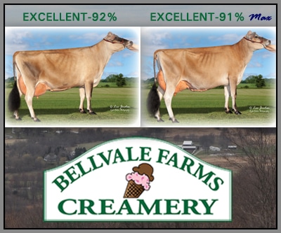 Jersey Dairy Cattle - United States | Jersey Journal